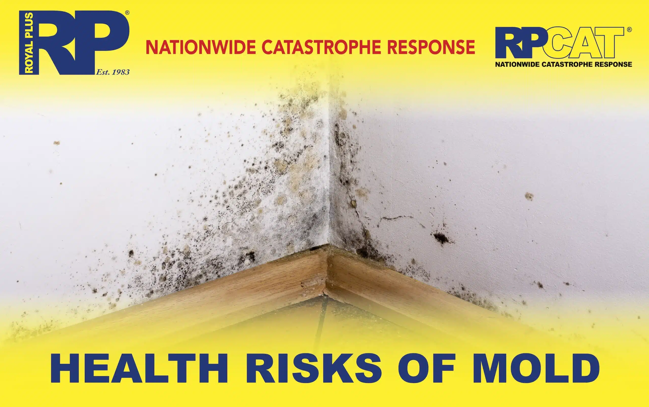 Understanding the Health Risks of Mold - Royal Plus